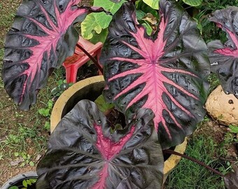 Colocasia Redemption - Etsy