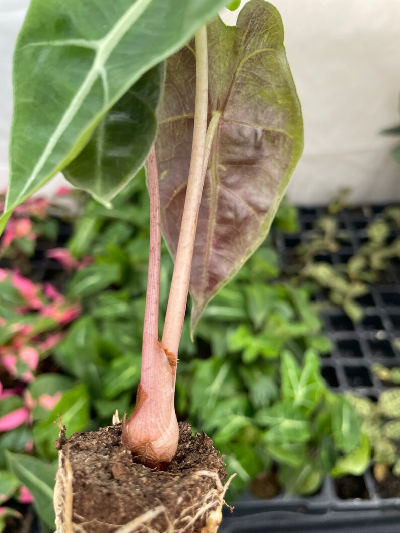 Alocasia 'pink Princess' Starter Plant NEW all - Etsy