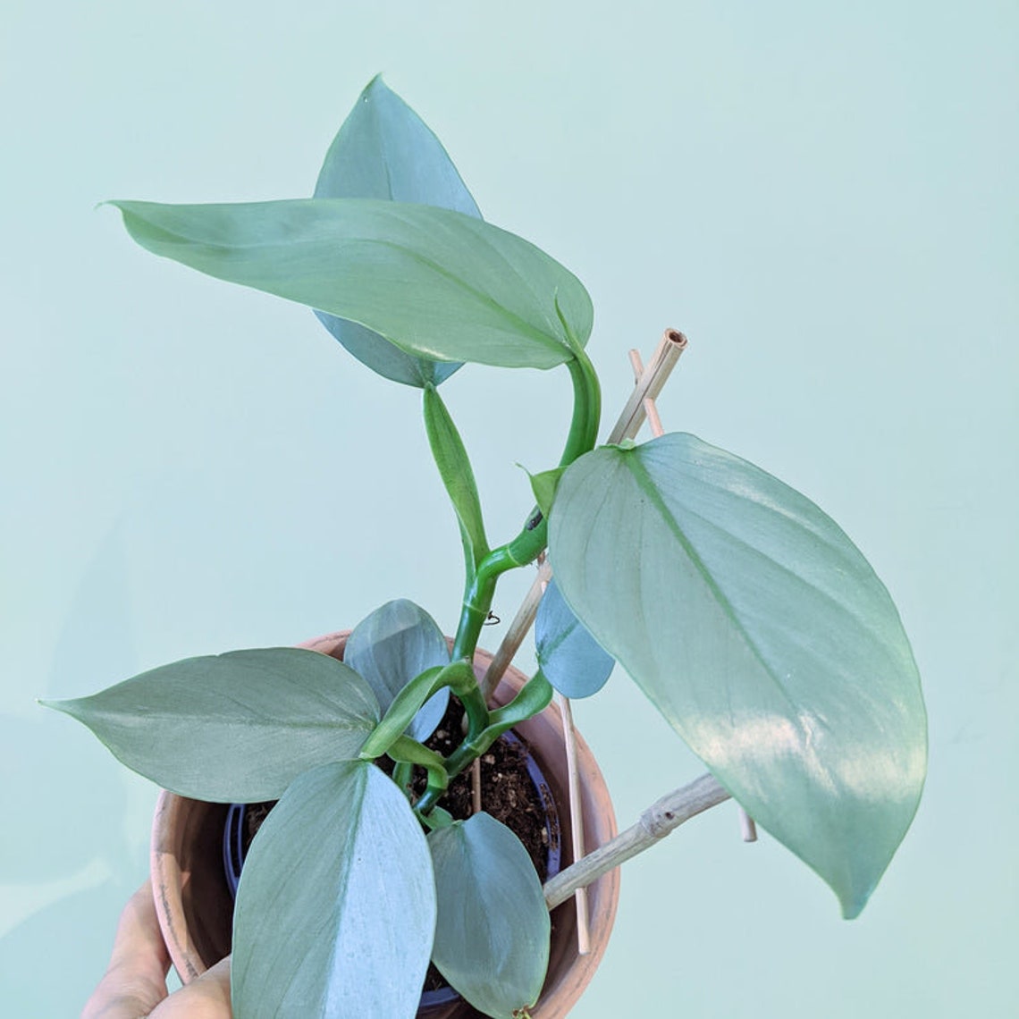 Philodendron Bundle Pack Starter Plants special Offer - Etsy