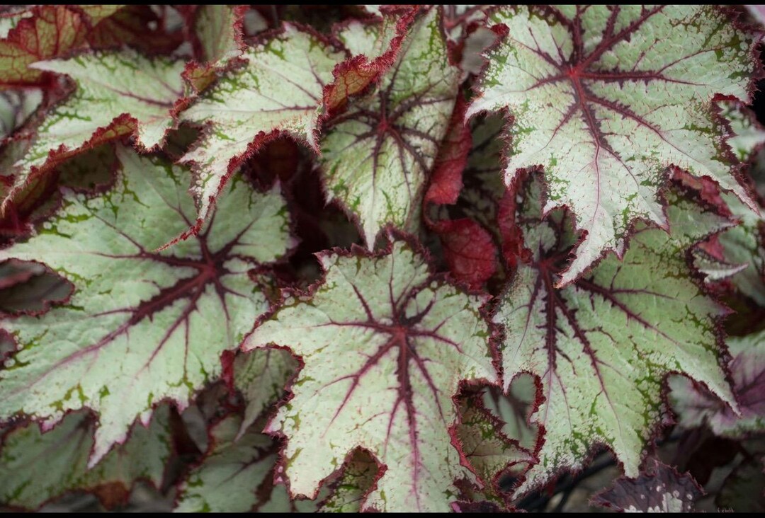 Begonia Rex Curly Peppermint Starter Plant (ALL STARTER PLANTS Require ...