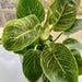 Philodendron Birkin Galaxy Starter Plant (ALL STARTER PLANTS Require ...
