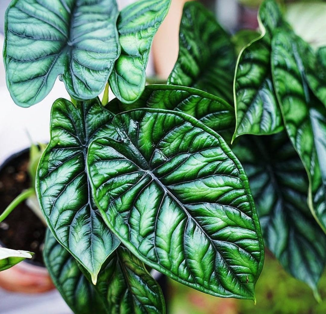 Alocasia Sinuata “quilted Dream” 2” Pot (ALL STARTER PLANTS Require You ...