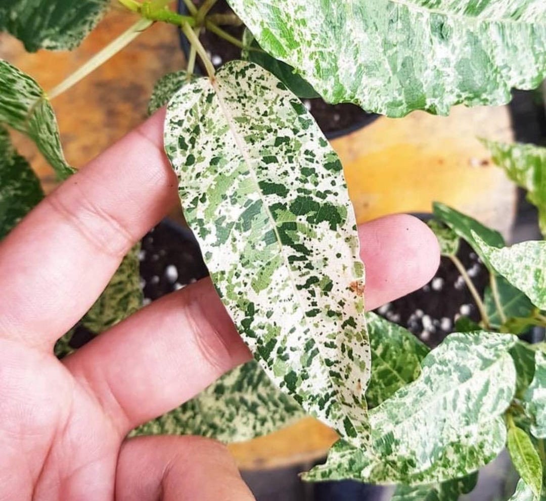 Ficus Cotton Color Starter Plant **(ALL Plants Require You to Purchase ...