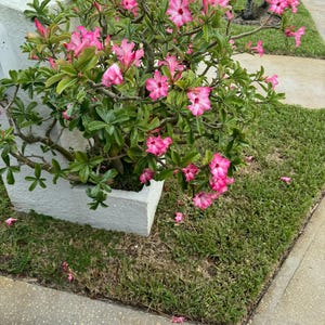 Desert Rose Picotee Aka Adenium Obesum Starter Plant (ALL STARTER ...