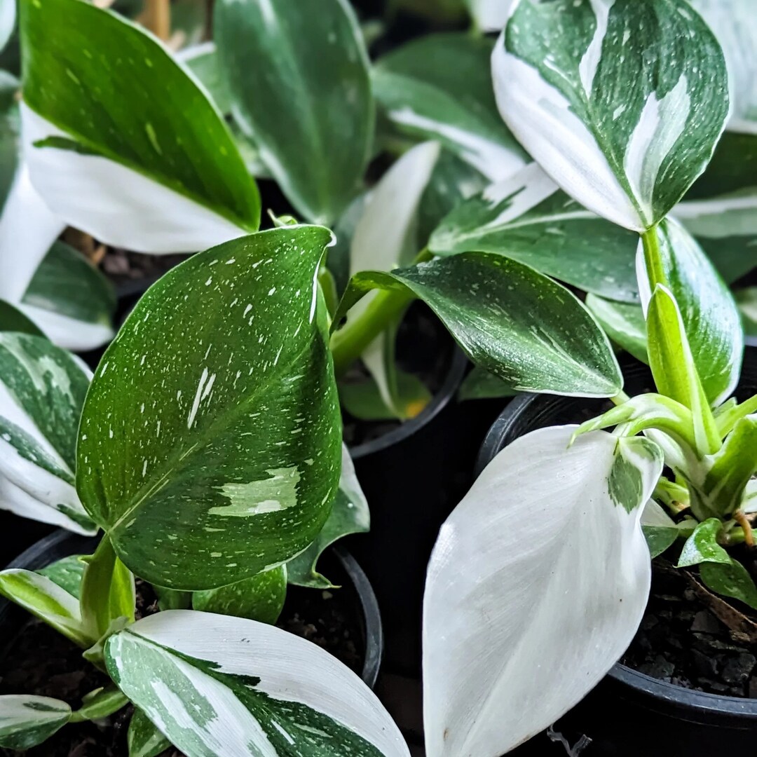 Philodendron White Wizard XL Starter Plant all Starter Plants Require ...