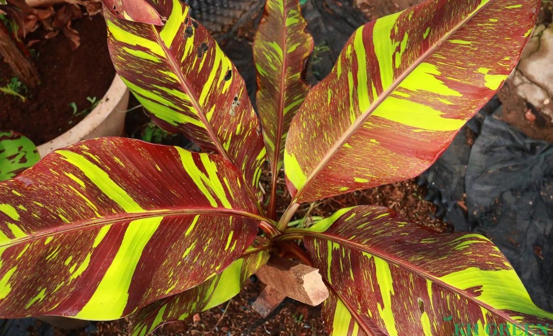 Siam Ruby Banana Starter Plant (ALL STARTER PLANTS Require You to ...