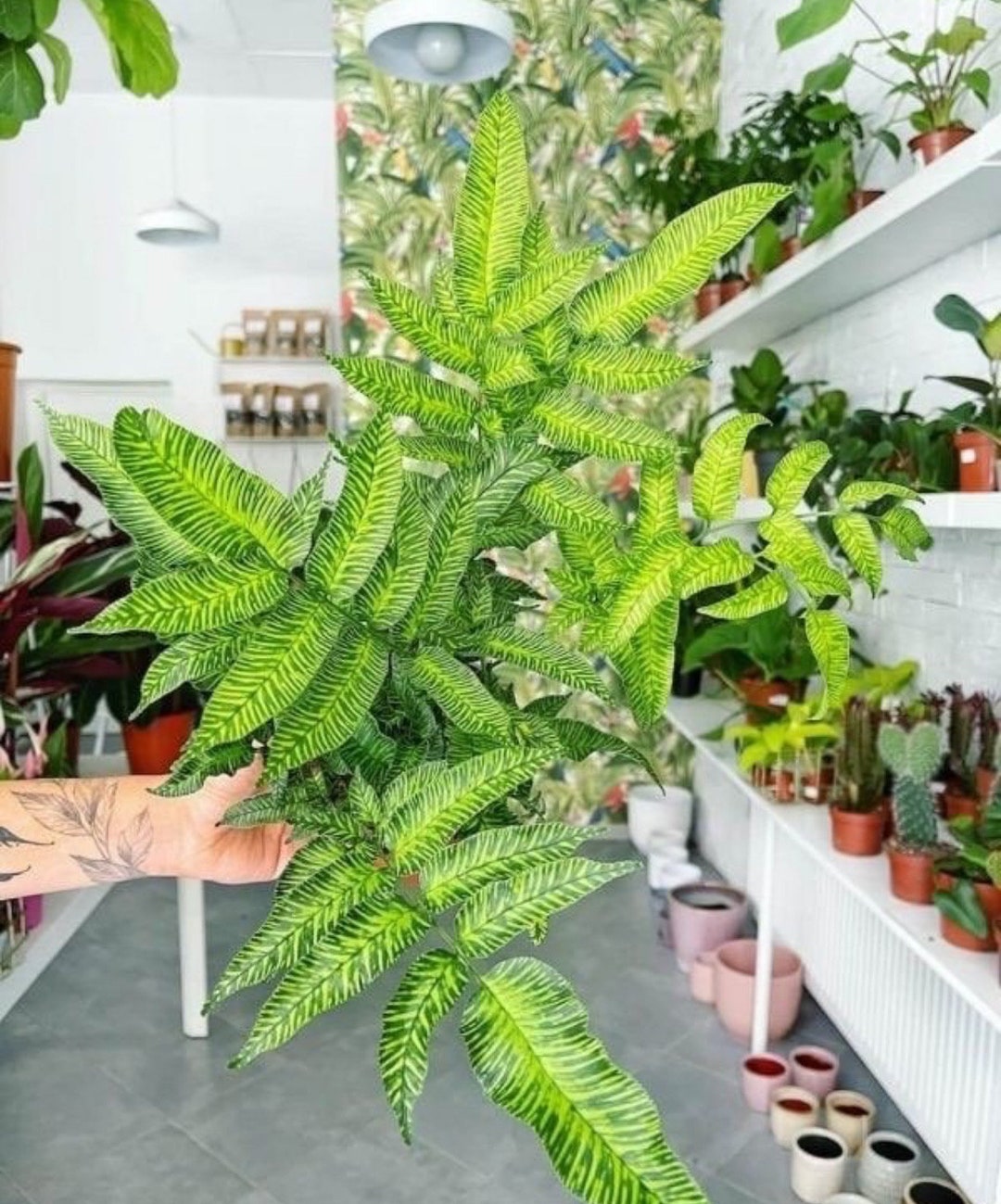 Golden Zebra Fern 2” Pot (ALL STARTER PLANTS Require You to Purchase 2 ...