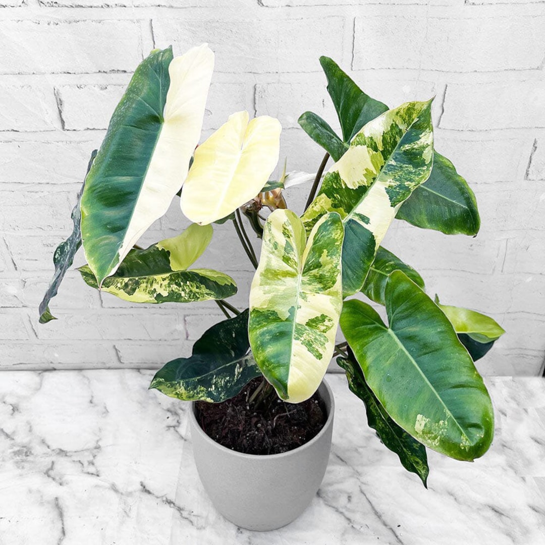 Alocasia Burle Marx Albo Starter Plant (ALL STARTER PLANTS Require You ...
