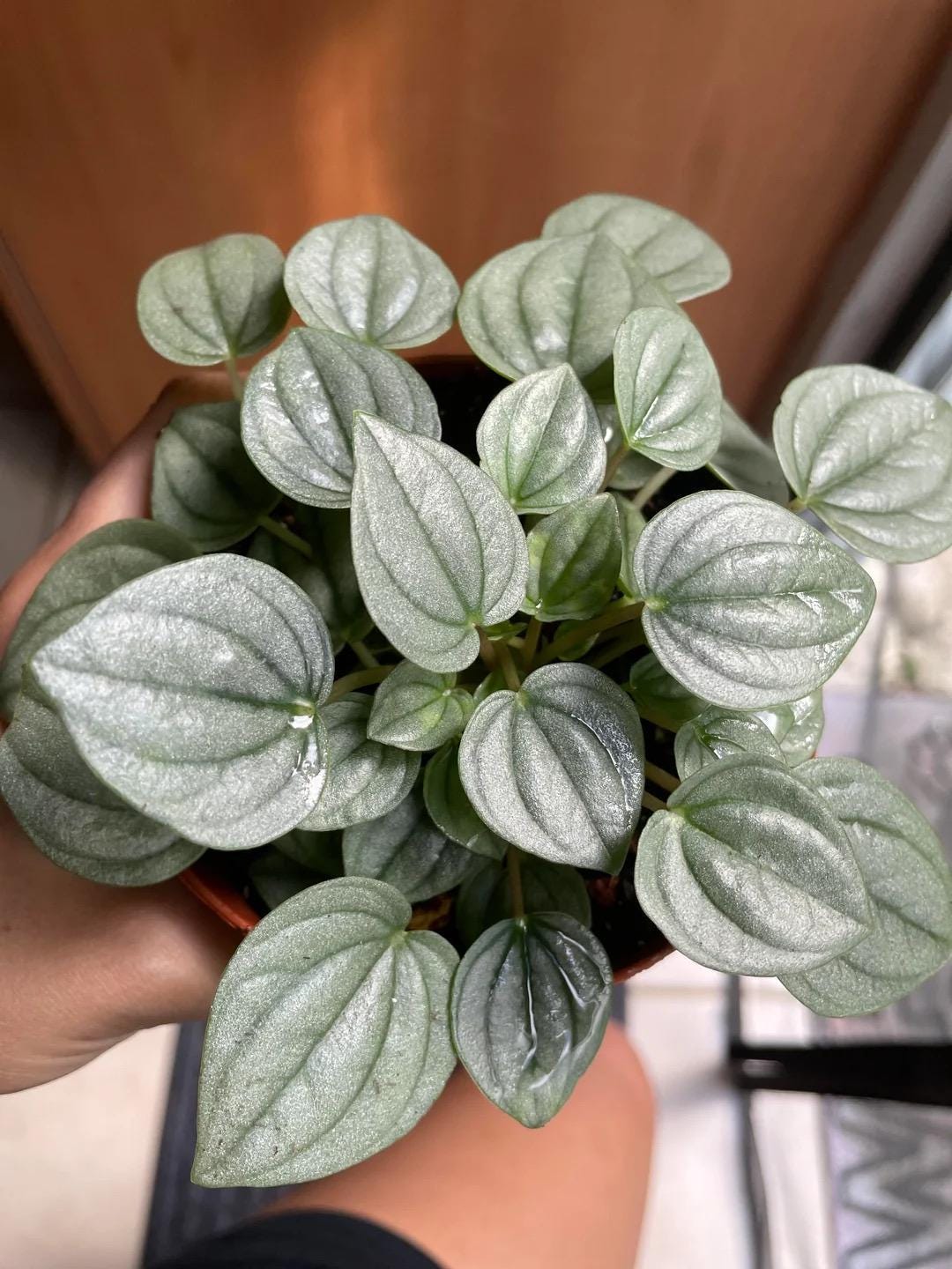Peperomia Caperata Silver Ripple 4” Pot (ALL STARTER PLANTS Require You ...
