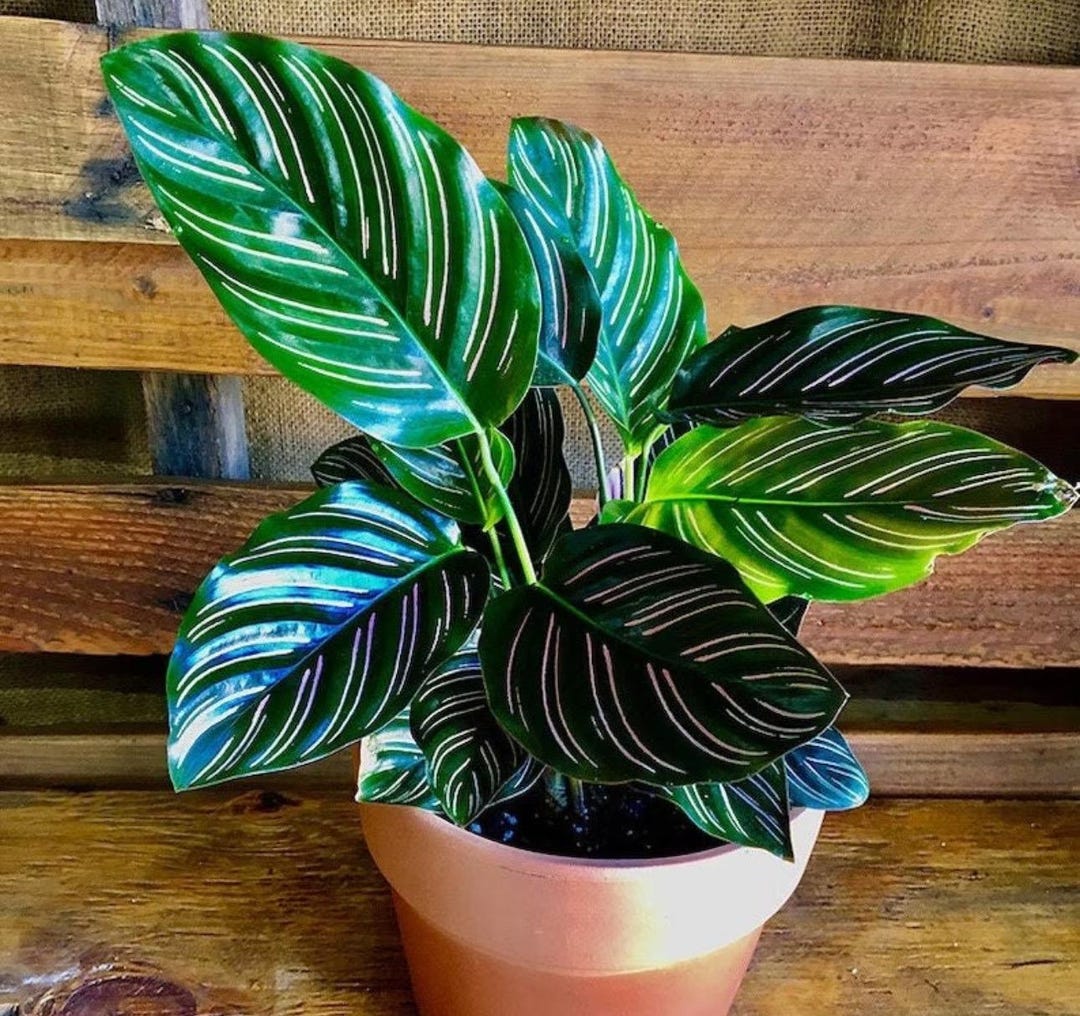 Calathea Beauty Star Starter Plant (ALL STARTER PLANTS Require You to ...