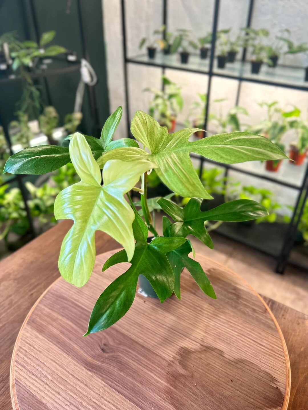 Philodendron Ghost Mint 2 Pot ALL STARTER PLANTS Require You to ...