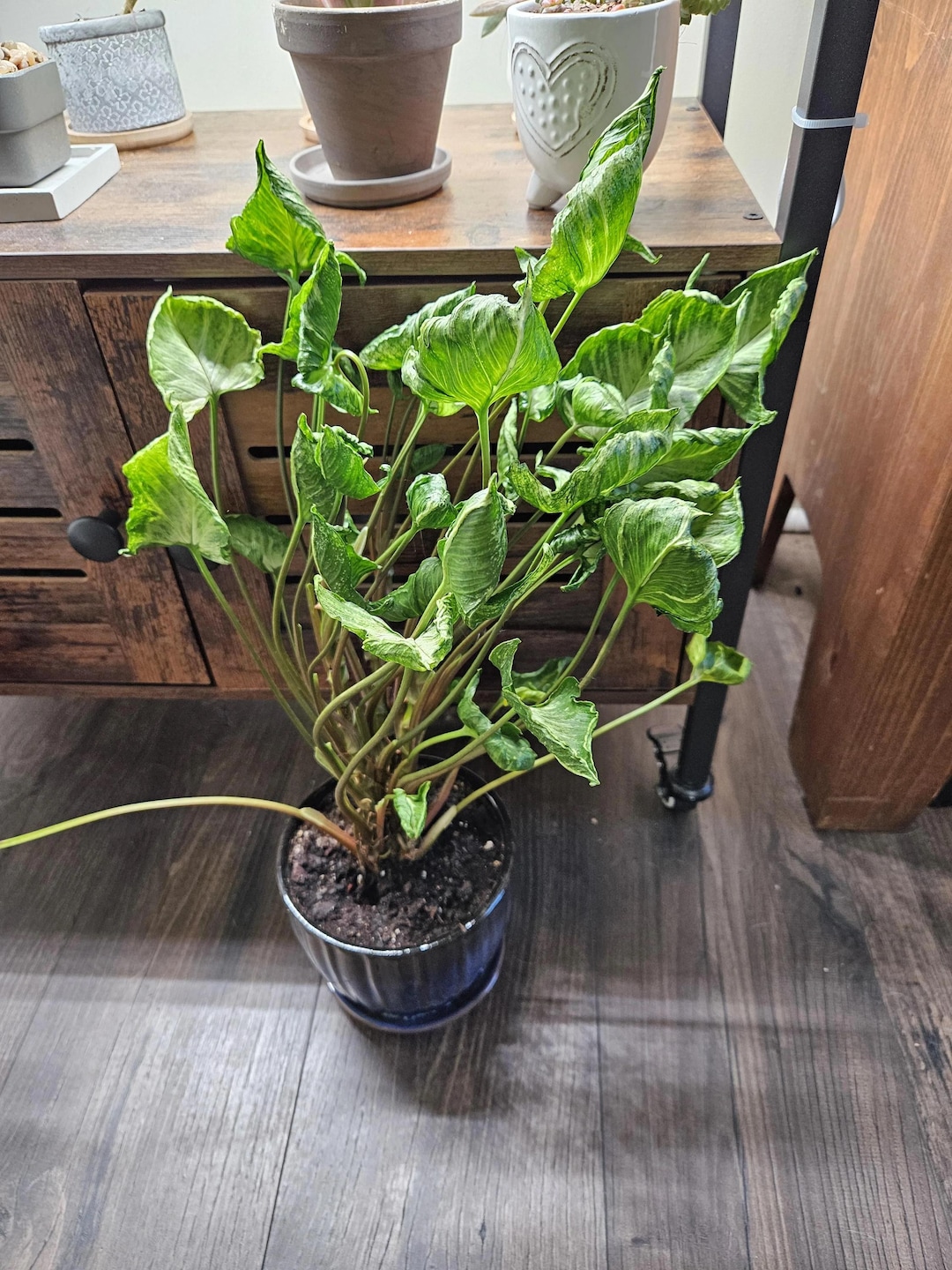 Syngonium Godzilla 2” Pot **(ALL Plants Require You to Purchase ANY 2 ...