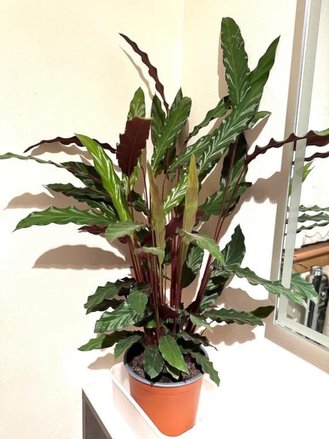 Calathea Rufibarba Furry Feathers Starter Plant **(ALL Plants Require ...