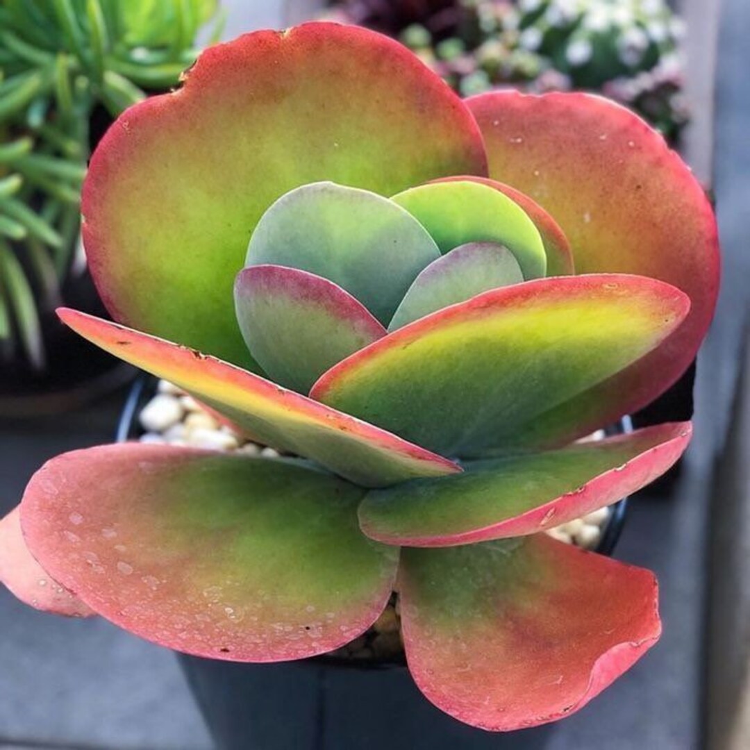 Kalanchoe Thyrsiflora 'flapjacks Starter Plant. - Etsy