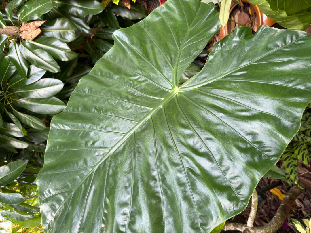 Alocasia Yucatan Queen Starter Plant (ALL STARTER PLANTS Require You to ...