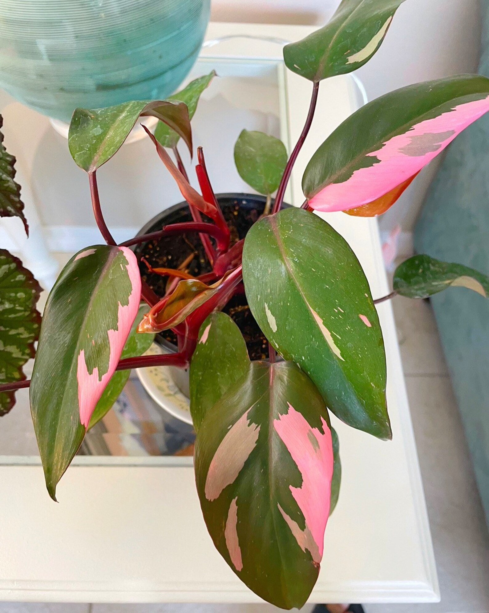 Philodendron Pink Princess Starter Plant 5 Pack - Etsy