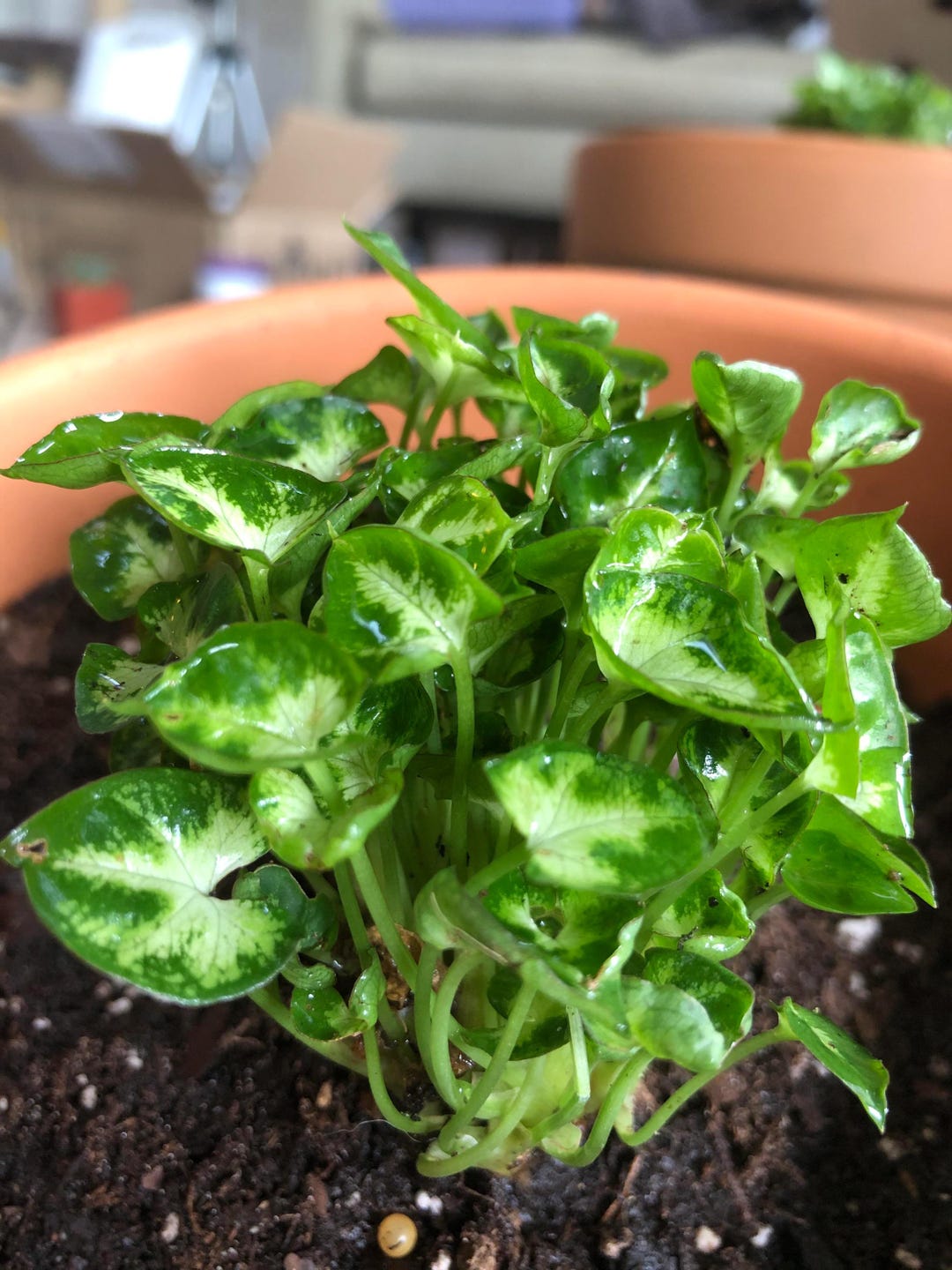 Syngonium “mini Pixie” 2” Pot (ALL PLANTS Require You to Purchase 2 ...