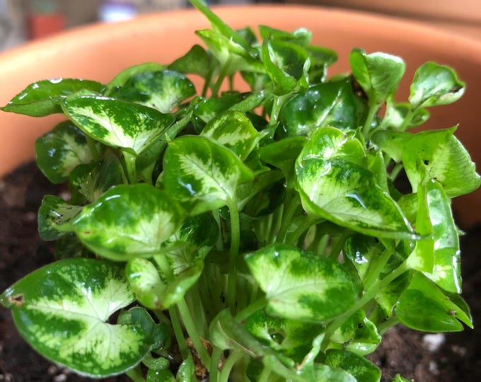 Syngonium mini Pixie Starter Plant ALL STARTER PLANTS Require You to ...