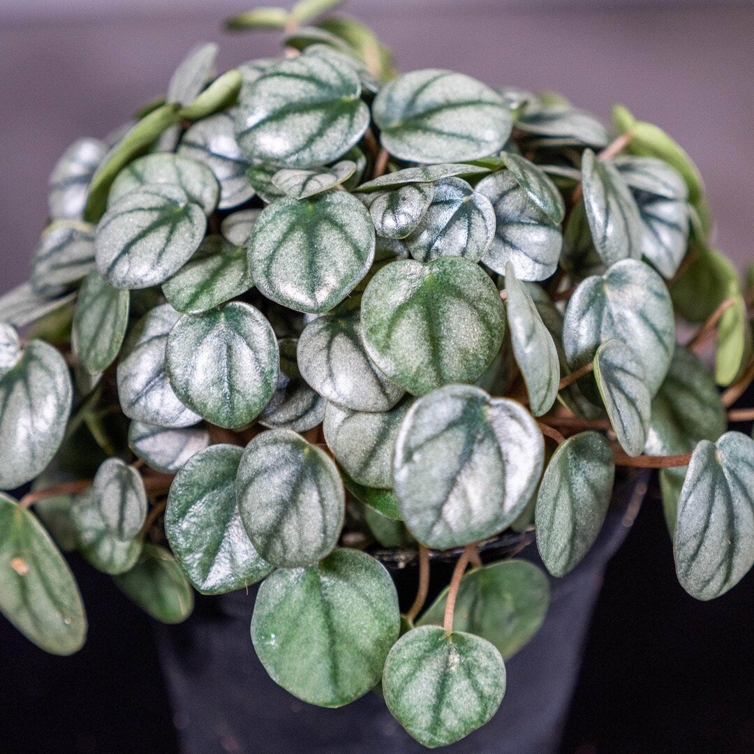 Peperomia Little Toscani