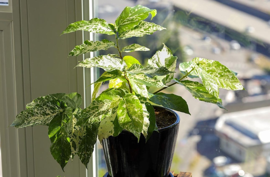 Ficus Clown Fig Starter Plant (all Starter Plants Require You to Purchase Two Plants) - Etsy