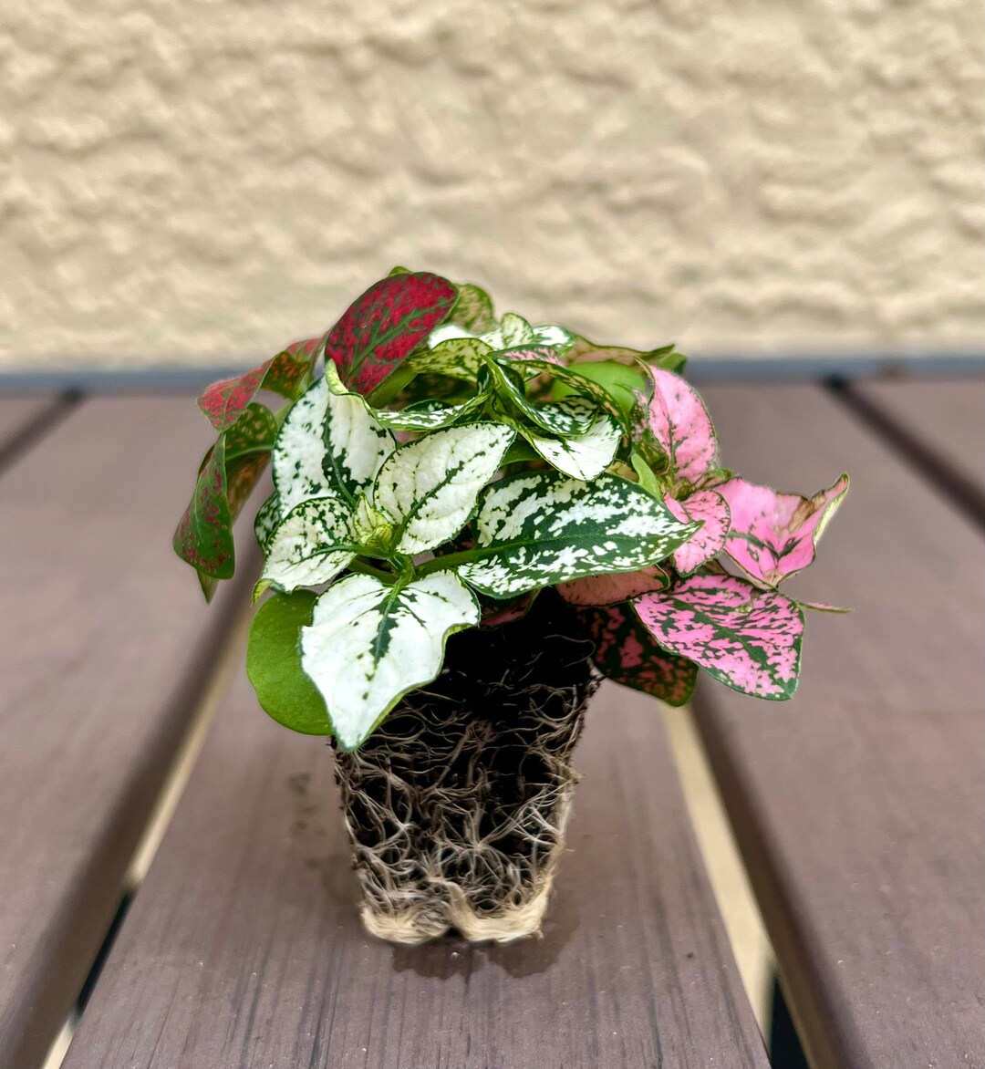 Hypoestes Mix Starter Plant polka Dot Plant ALL Starter Plants Require ...