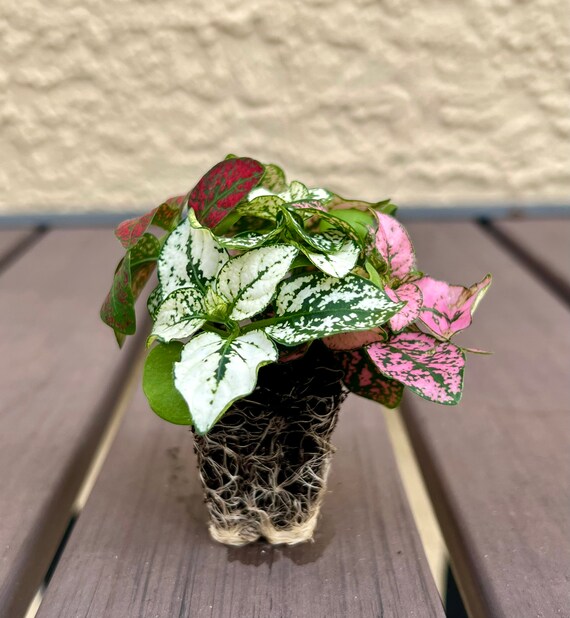 Hypoestes Mix Starter Plant polka Dot Plant ALL Starter - Etsy