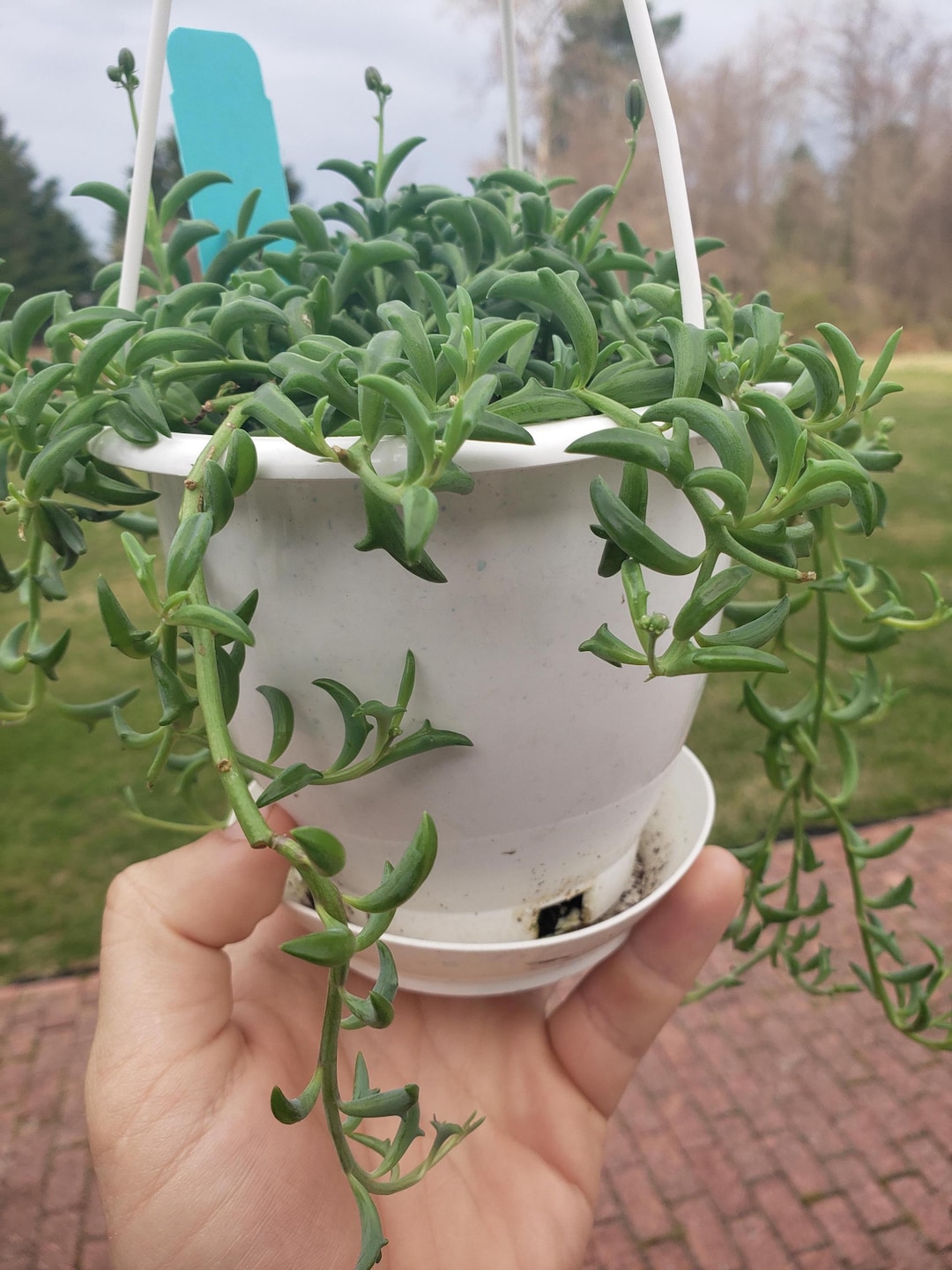 String of Dolphins 4” Pot (ALL STARTER PLANTS Require You to Purchase 2 ...