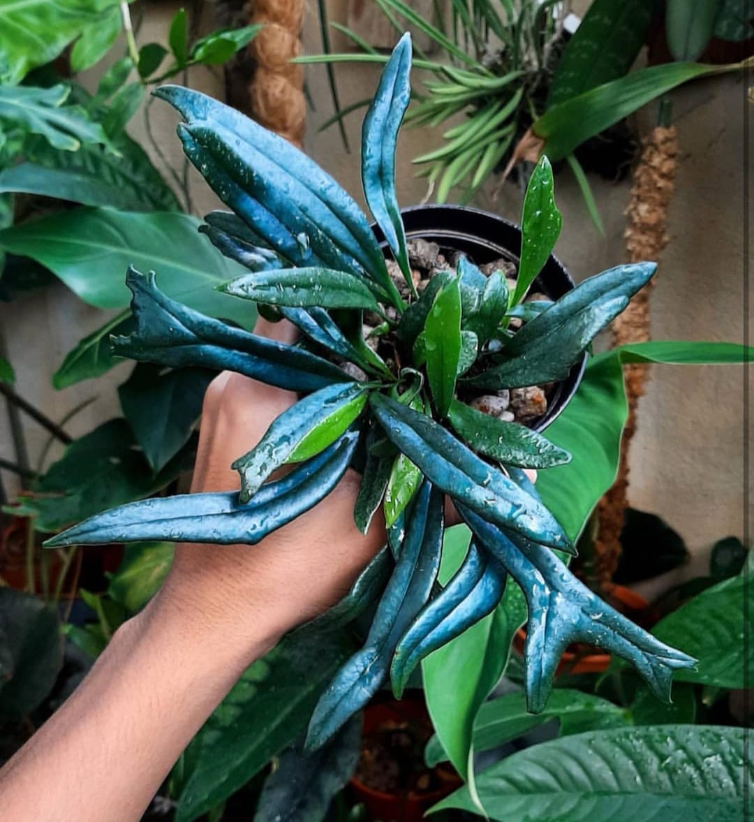 Microsorum Thailandicum Blue Oil Fern Starter Plant (ALL STARTER PLANTS ...