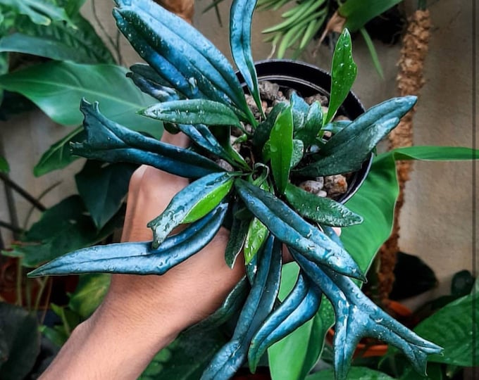 Elaphoglossum Metallicum - Etsy