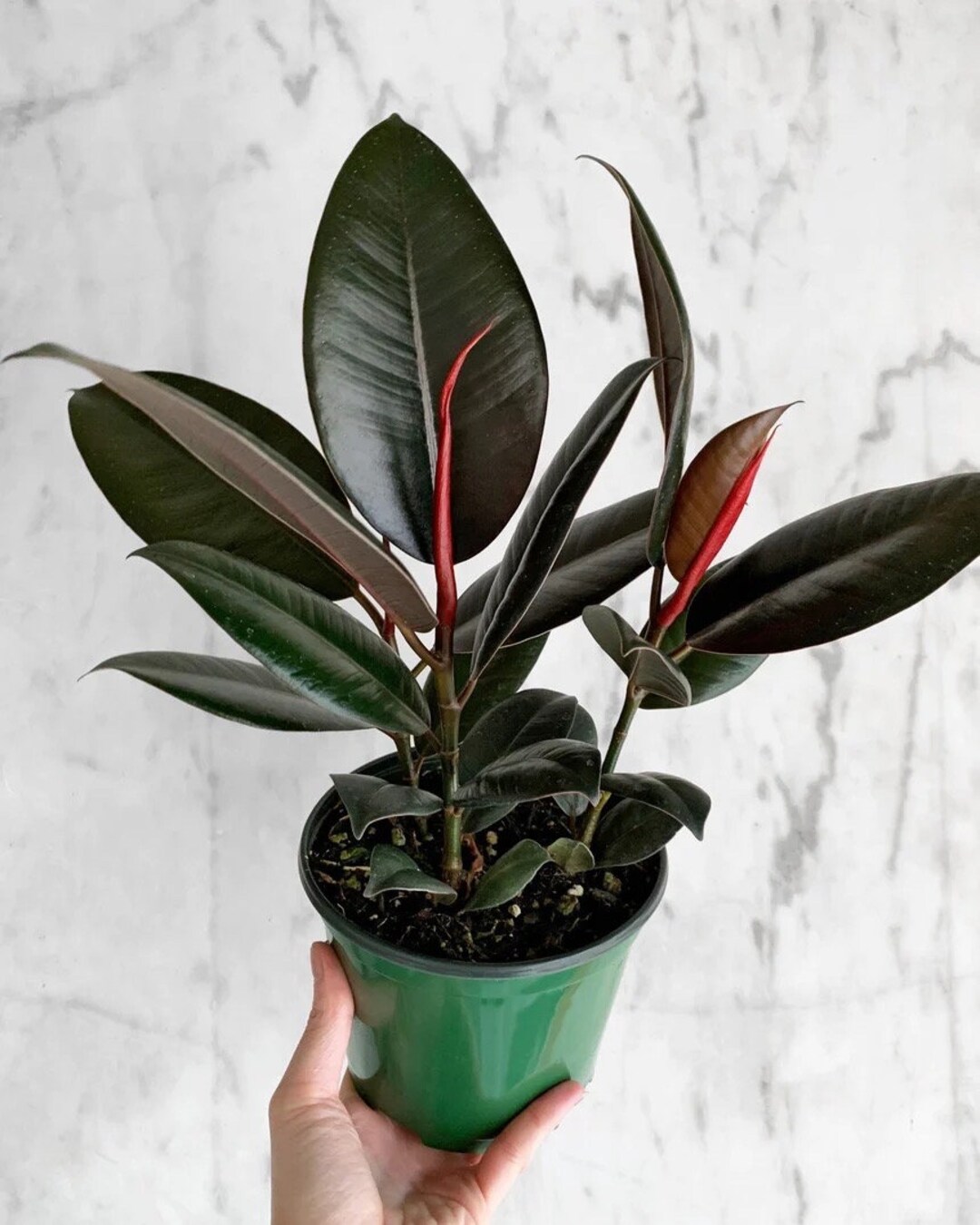 Ficus Elastica Burgundy rubber Tree Starter Plant ALL STARTER PLANTS ...