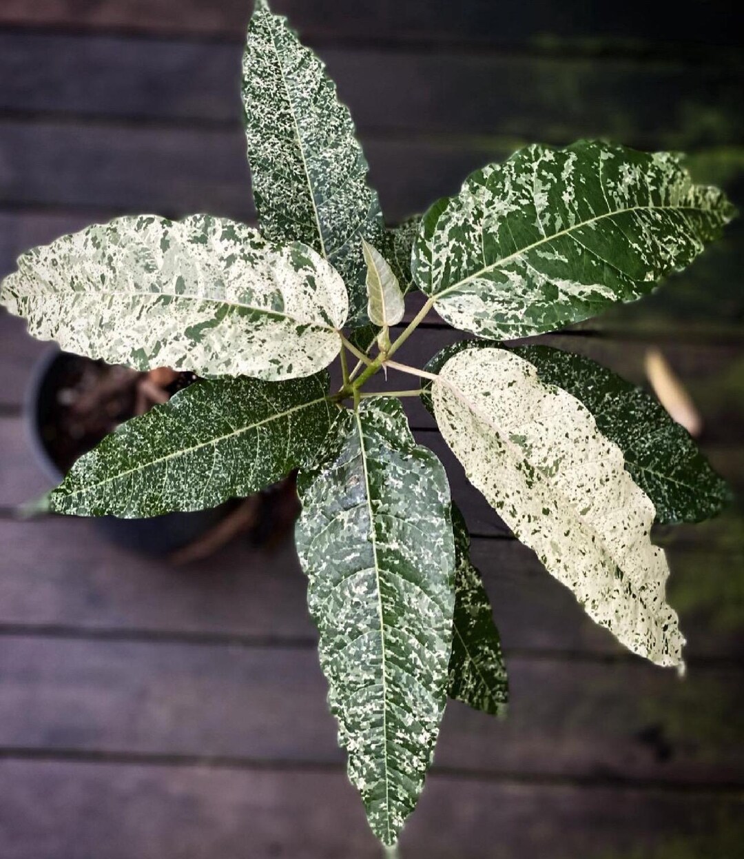 Ficus Snowstorm “blizzard” Starter Plant **(ALL Plants Require You to ...