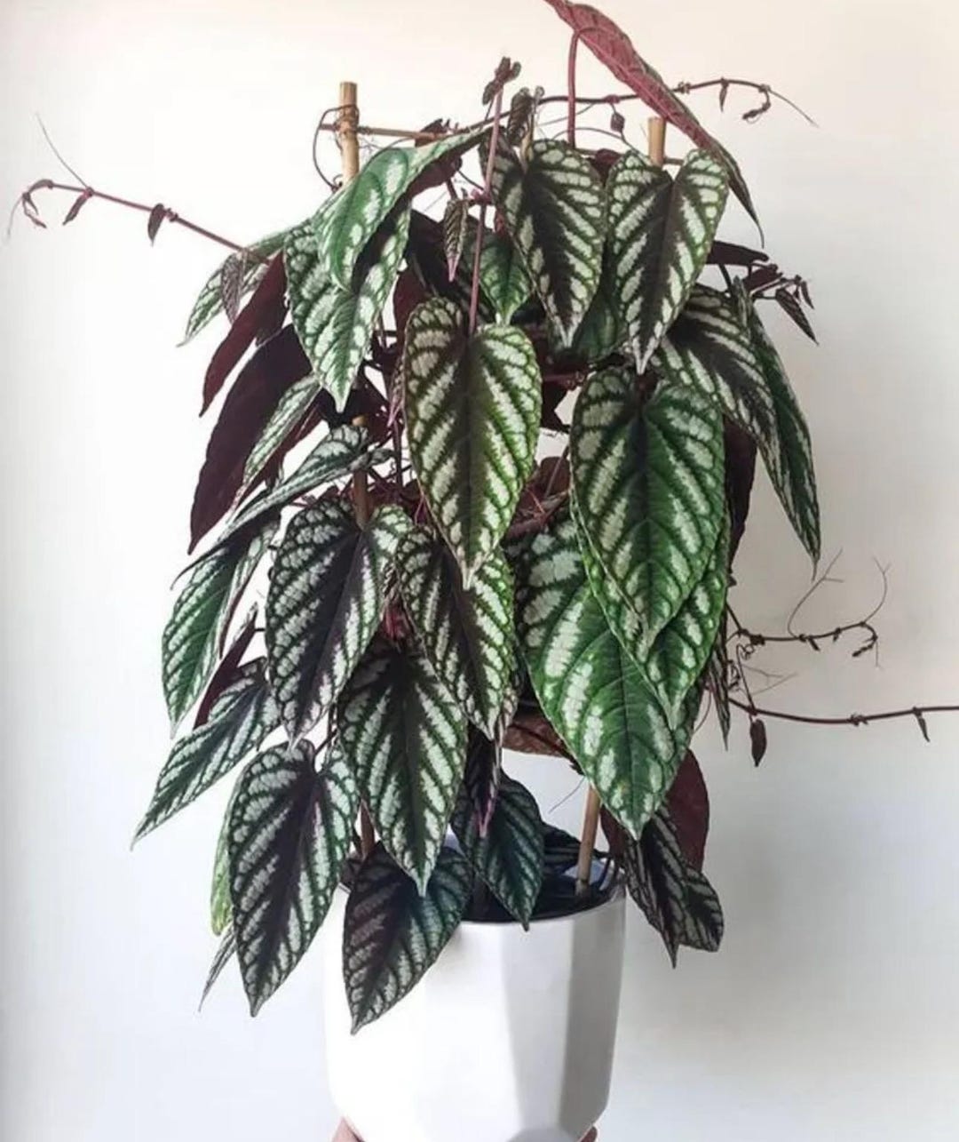 Cissus Discolor Starter Plant (ALL STARTER PLANTS Require You to ...