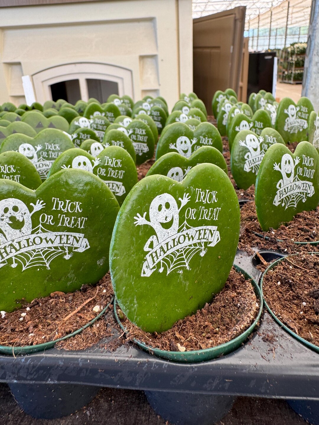 Hoya Kerrii Spooky Starter Pot (ALL PLANTS Require You to Purchase 2 ...