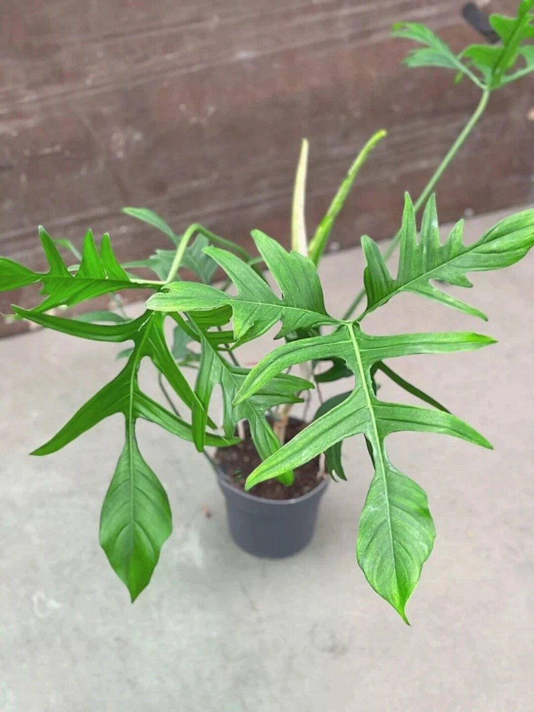 Philodendron Glad Hands Starter Plant ALL STARTER PLANTS Require You to ...