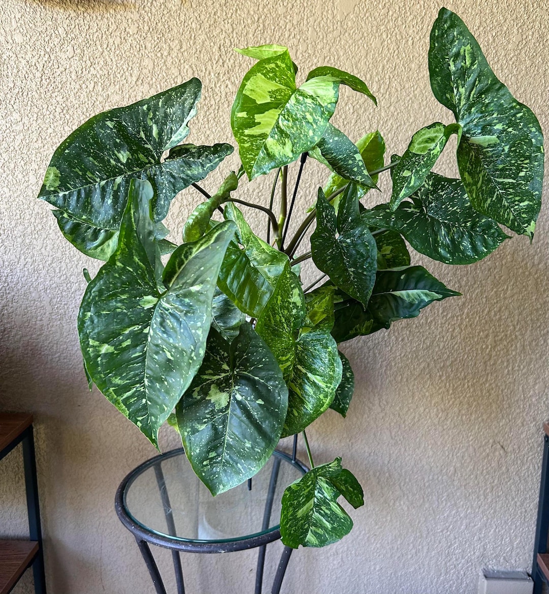 Philodendron Black Cherry Pink Princess Starter Plant (ALL STARTER ...