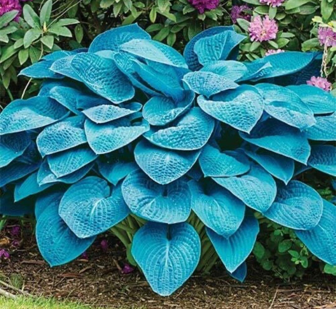 Hosta Blue Angel 2” Pot (ALL STARTER PLANTS Require You to Purchase 2 ...