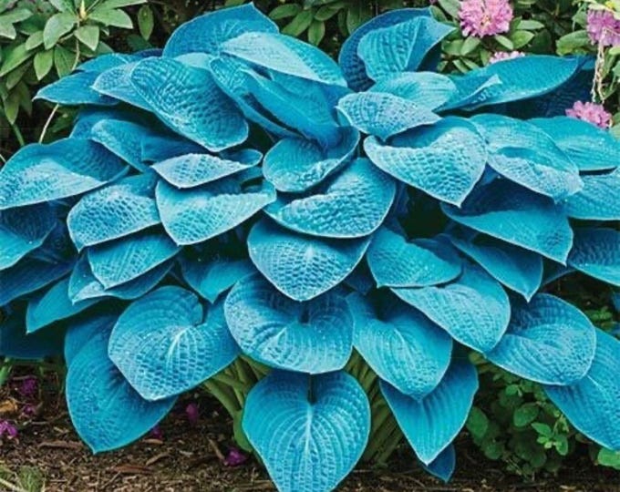 Hosta "june" - Etsy
