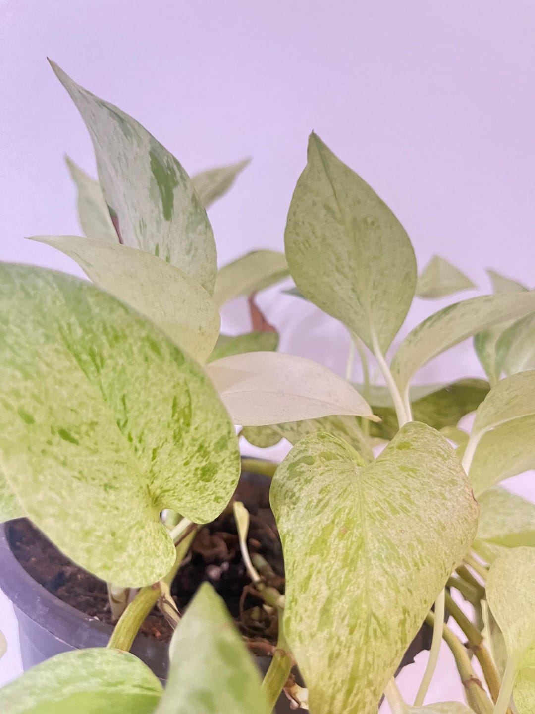 Pothos Marble Queen Starter Plant (ALL STARTER PLANTS Require You to ...