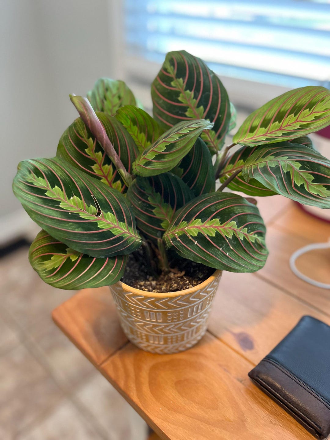 Calathea Red Maranta Starter Plant (ALL STARTER PLANTS Require You to ...
