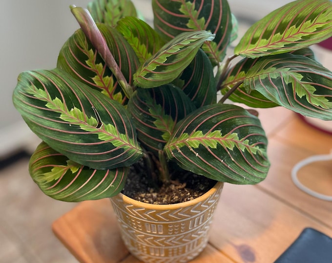 Maranta Red Prayer - Etsy