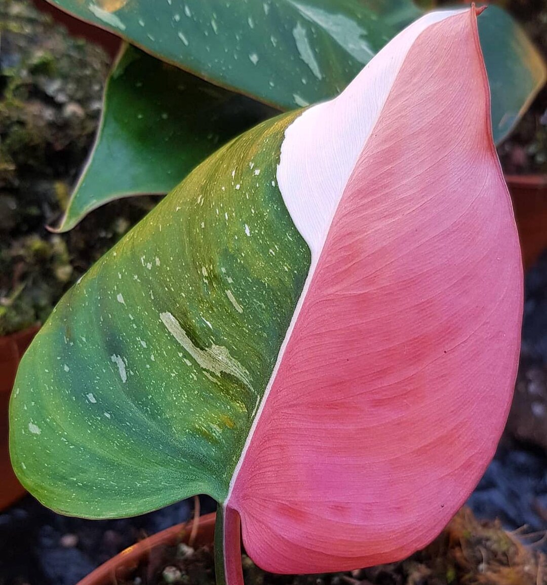 Philodendrom Tricolor Princess ALL STARTER PLANTS Require You to ...