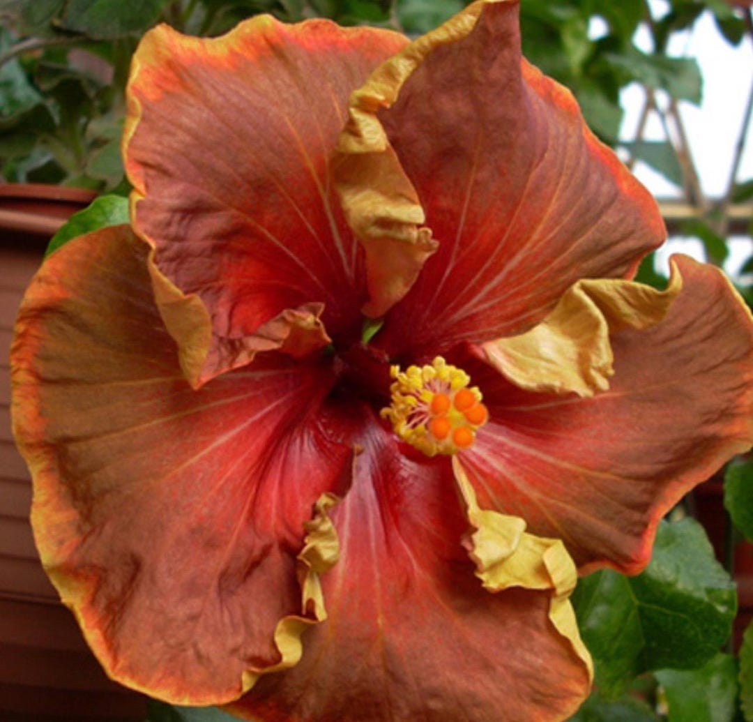 Voodoo Magic Hibiscus Starter Plant ALL STARTER PLANTS Require You to ...