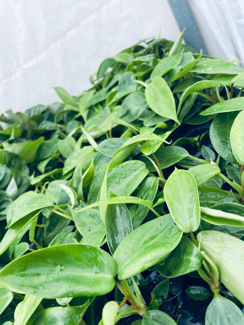 Philodendron Florida Beauty Green Starter Plant (ALL STARTER PLANTS ...