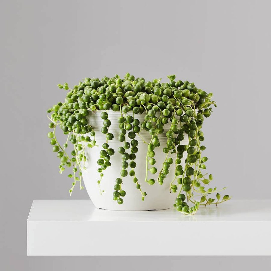 String of Pearls Starter Plant (all Starter Plants Require You to ...