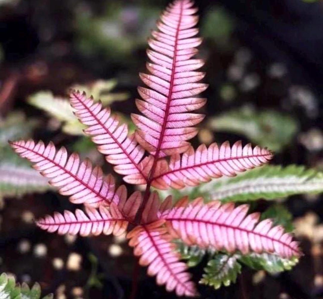 Candy Striped Brake Fern Starter Plant **(ALL Plants Require You to ...