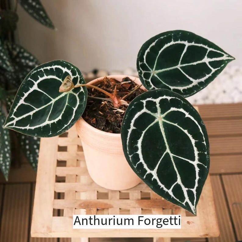 Anthurium Forgetti Starter Plant (ALL STARTER PLANTS Require You to ...
