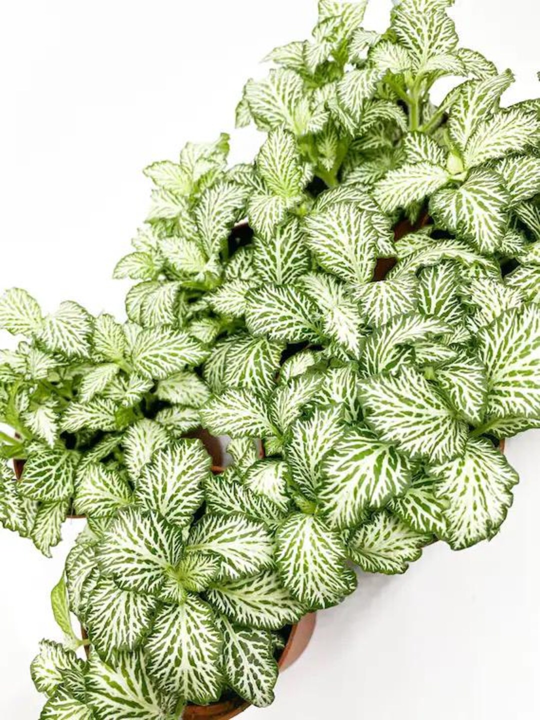 White Tiger Mosaic Fittonia Starter Plant (ALL STARTER PLANTS Require ...