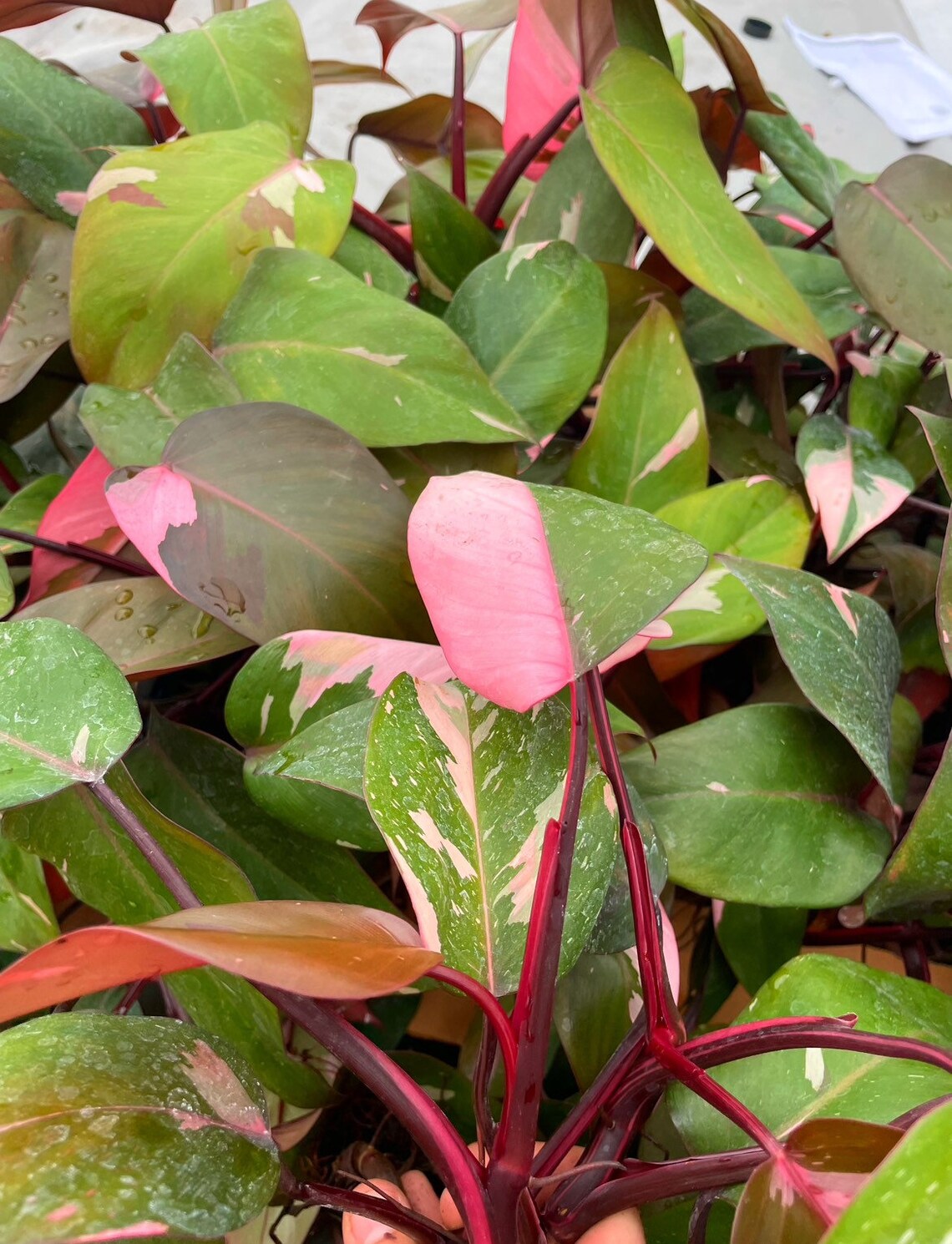 Philodendron Pink Princess Starter Plant all Starter Plants - Etsy