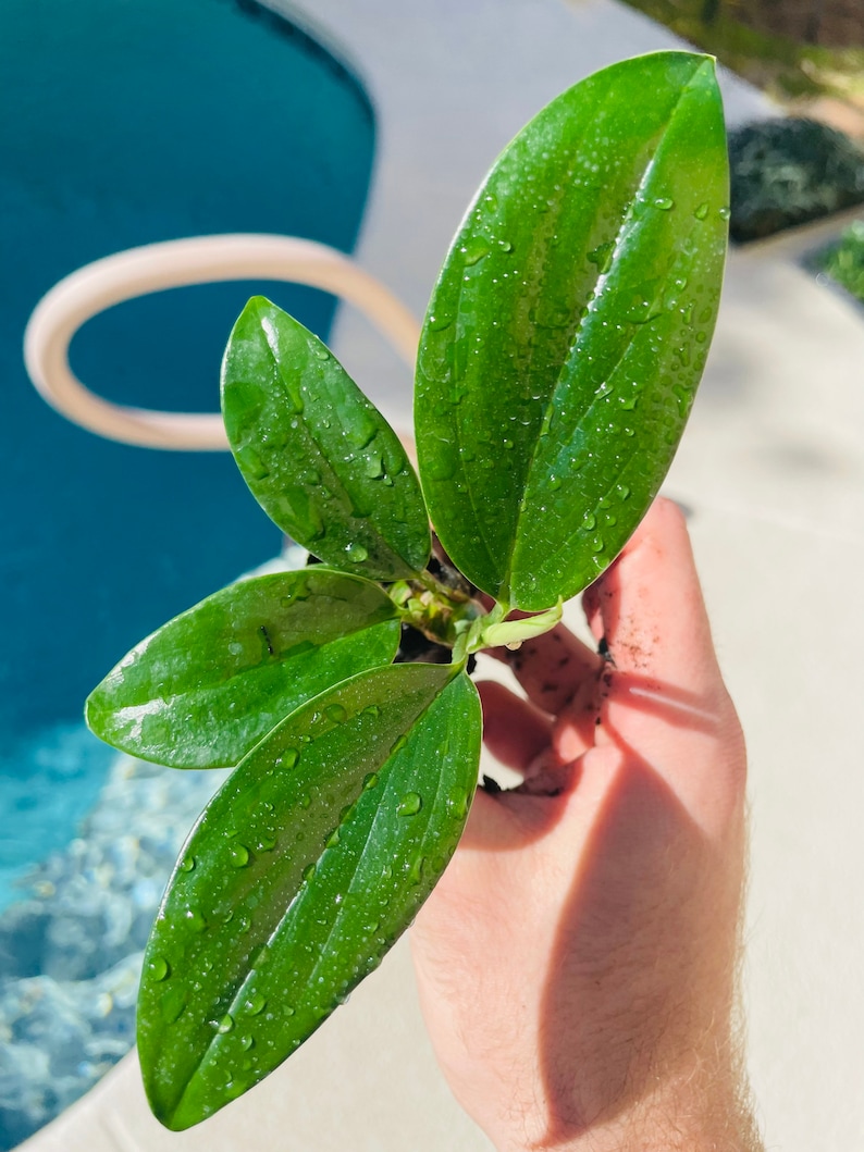 Rhaphidophora Decursiva dragon Tail Starter Plant - Etsy