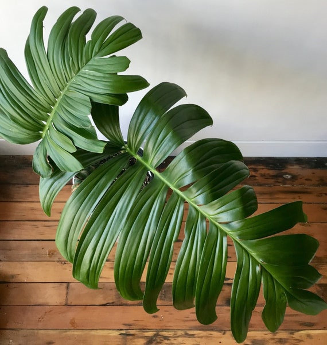 Rhaphidophora Decursiva dragon Tail Starter Plant - Etsy